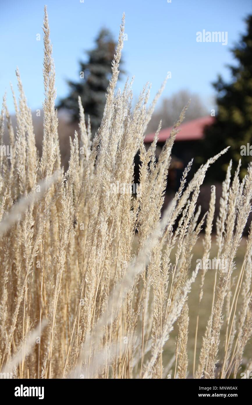 Creamy stalks of grasses contrast against a perfect blue and cloudless ...
