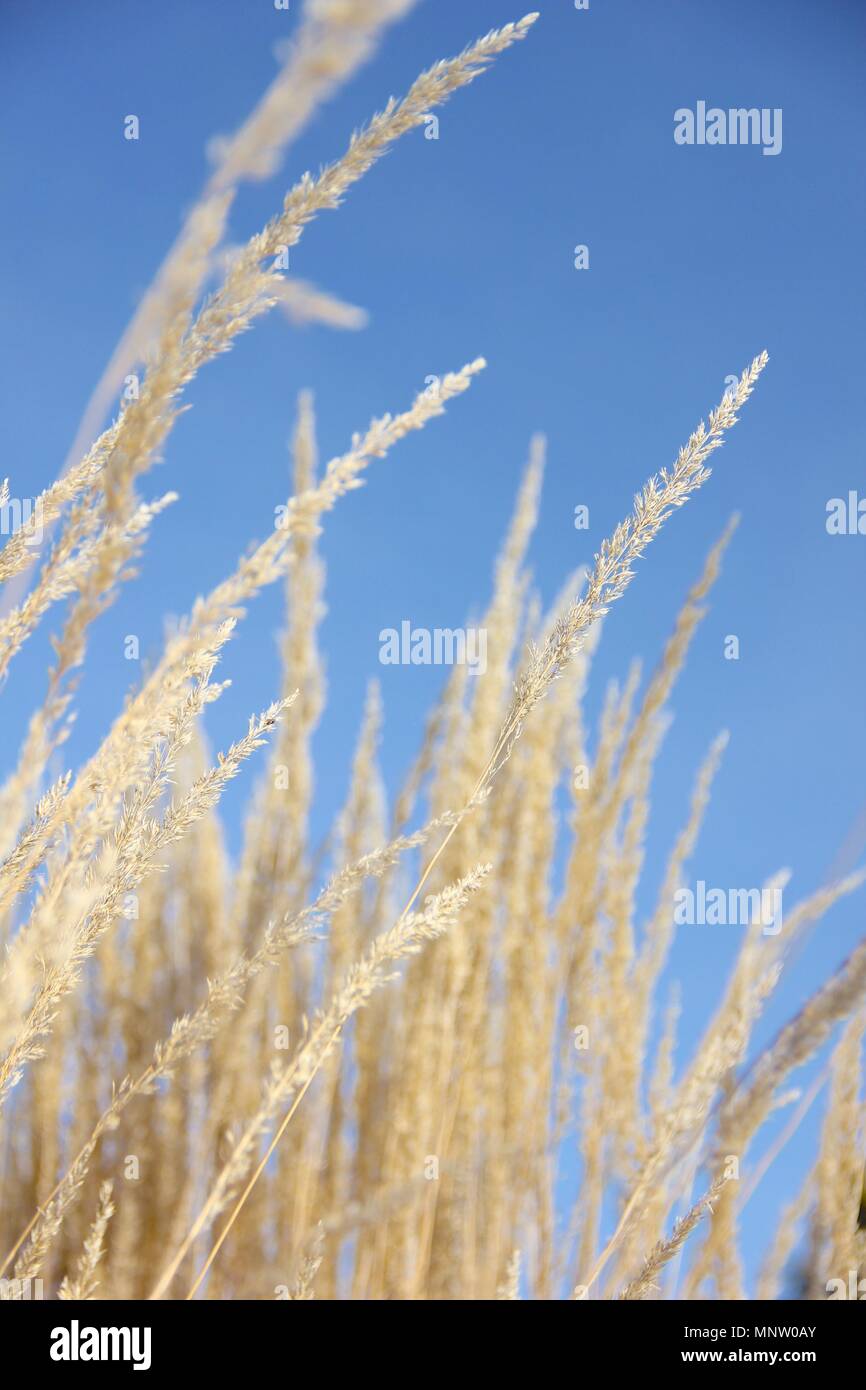 Creamy stalks of grasses contrast against a perfect blue and cloudless ...