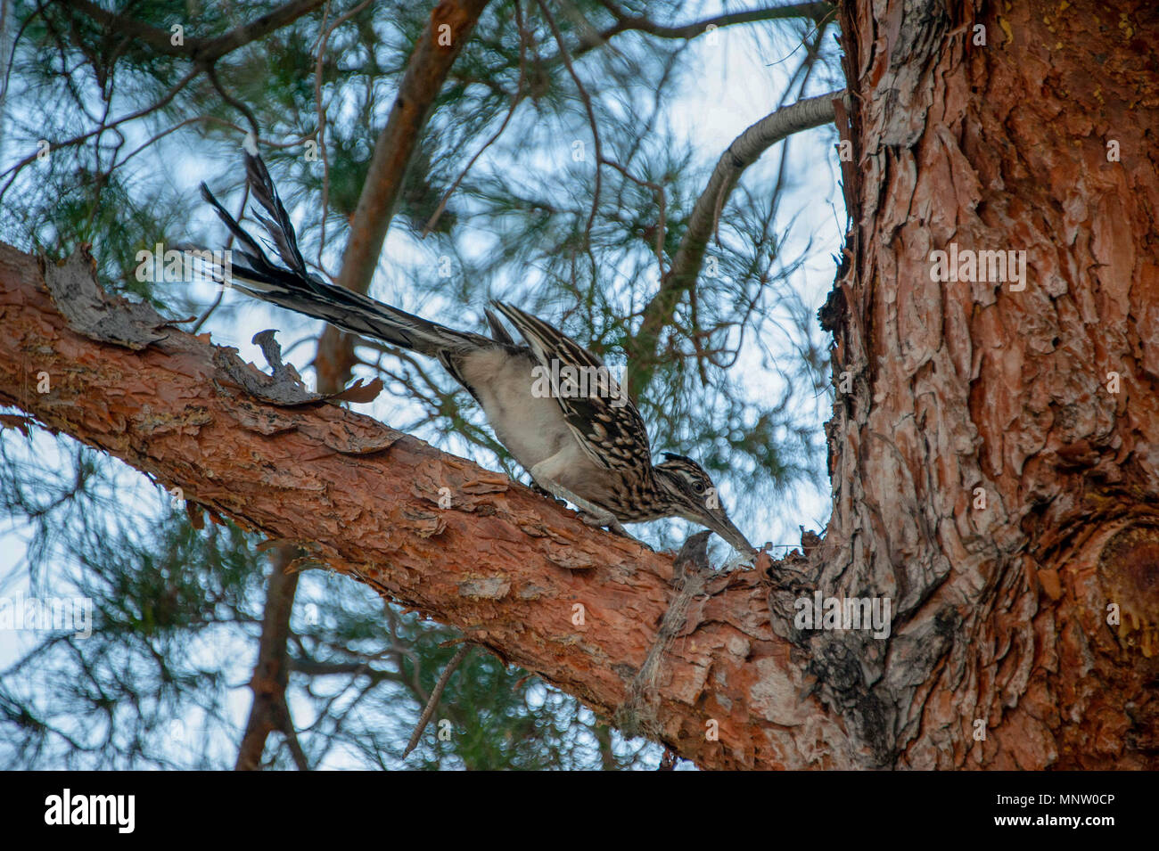Short legs and tail hi-res stock photography and images - Alamy