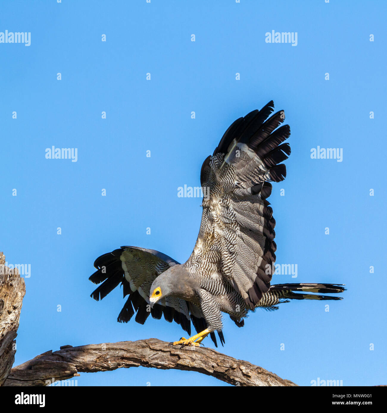 Flying African Harrier Hawk High Resolution Stock Photography and ...