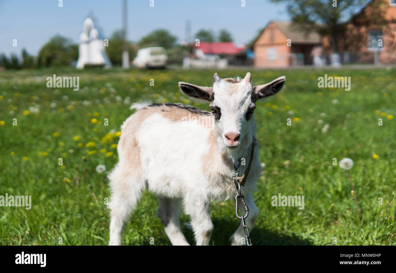 Close up black and white baby goat on a chain against grass flowers ...