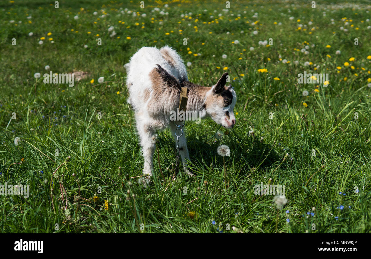 Black and white baby goat feeding on a chain against grass and flowers ...