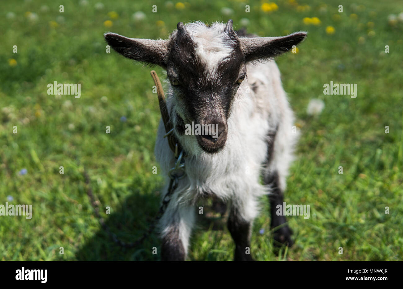 Black and white baby goat on a chain against grass and flowers on a ...