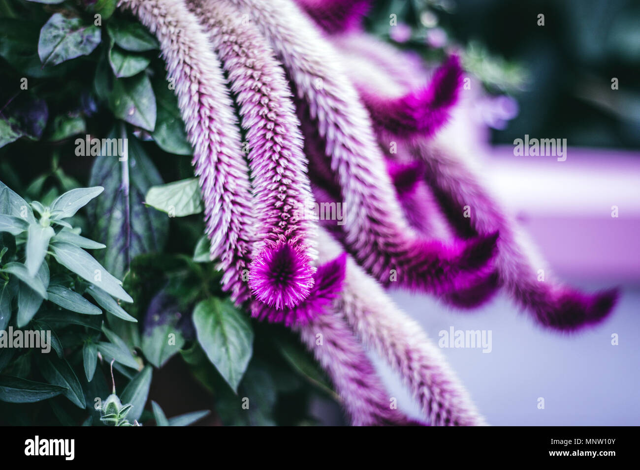 Overflowing plants hi-res stock photography and images - Alamy