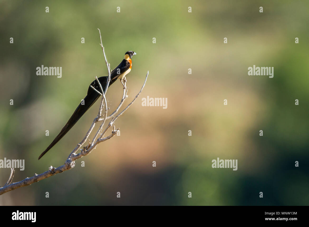 eastern paradise-whydah in Kruger national park, South Africa ; Specie ...