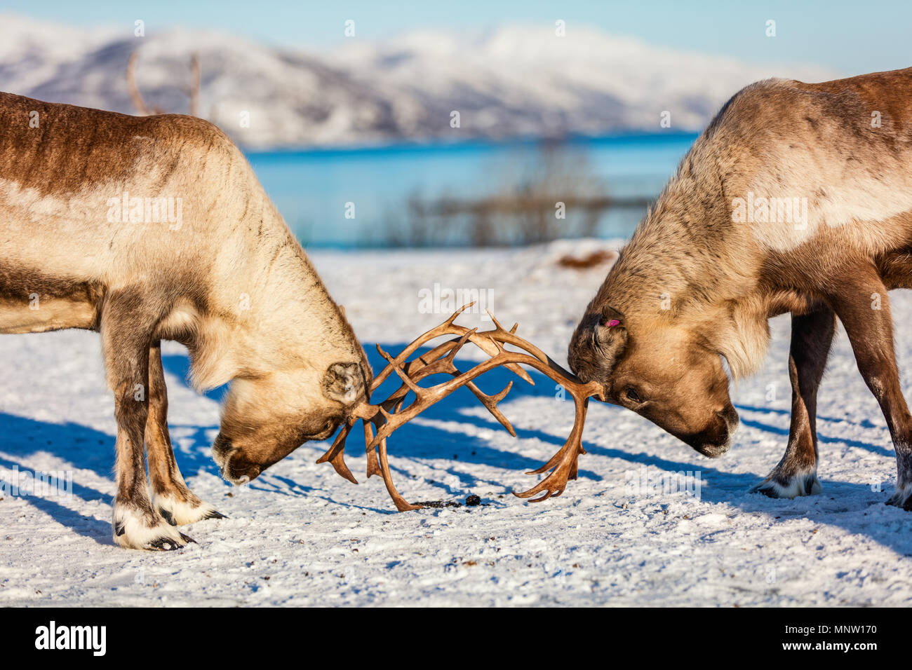 Arctic reindeer fighting hi-res stock photography and images - Alamy