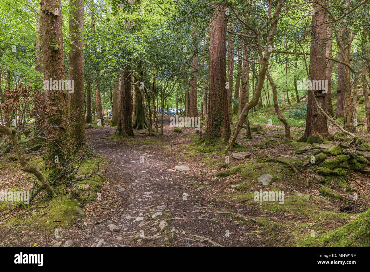 Ireland Killarny National Park Torc Waterfall Stock Photo - Alamy