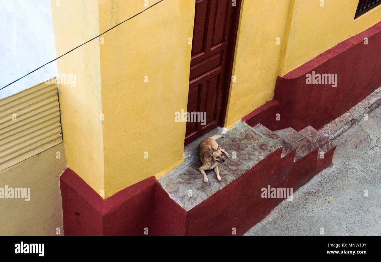 Guard dog resting on the stoop Stock Photo - Alamy