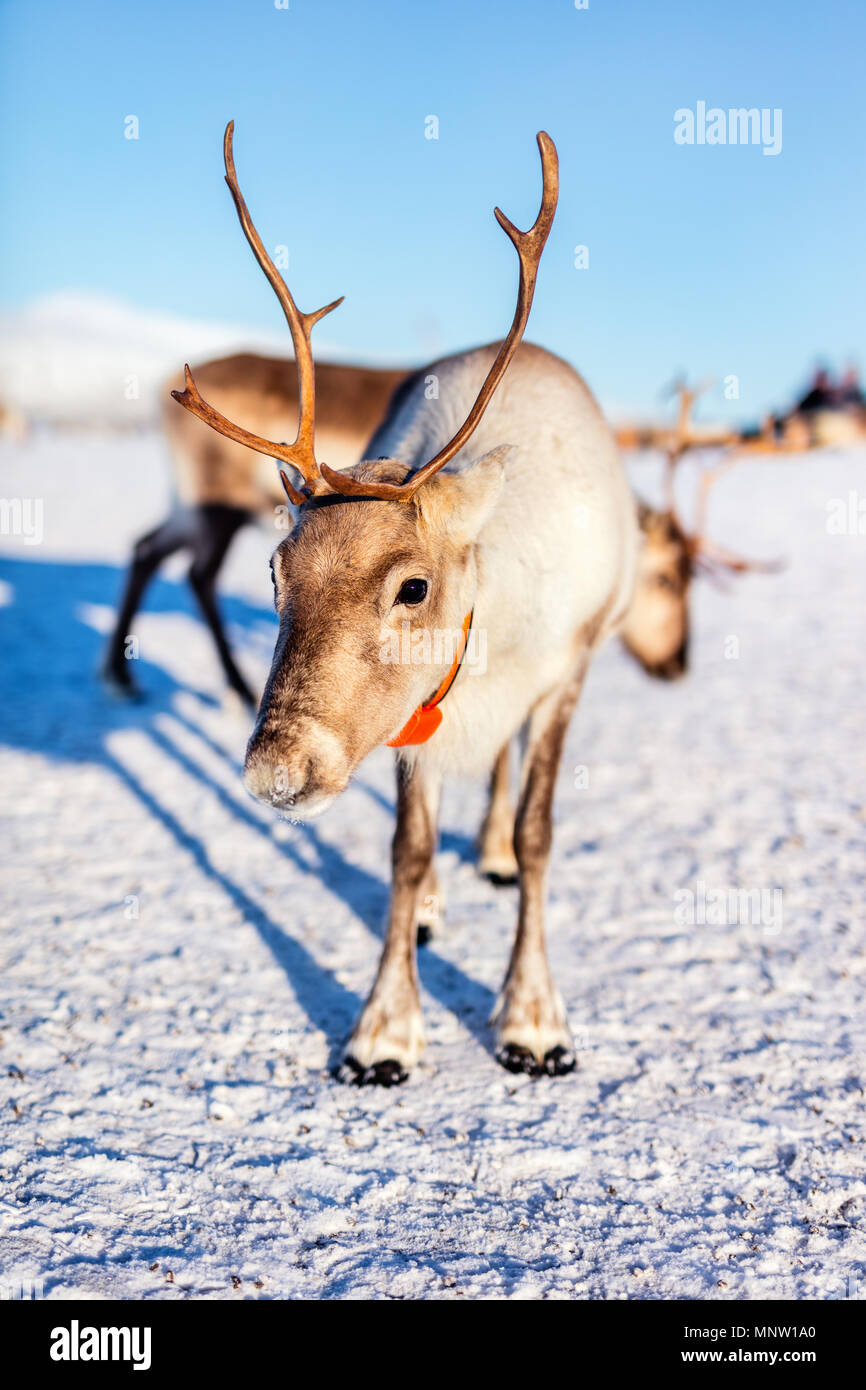 The reindeer hi-res stock photography and images - Alamy