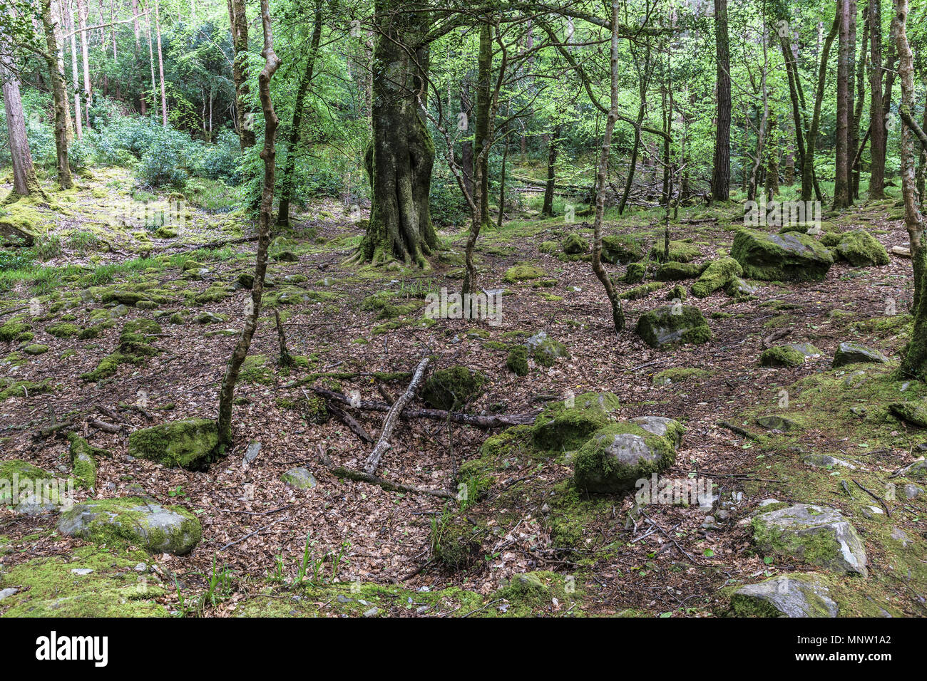 Ireland Killarny National Park Torc Waterfall Stock Photo - Alamy