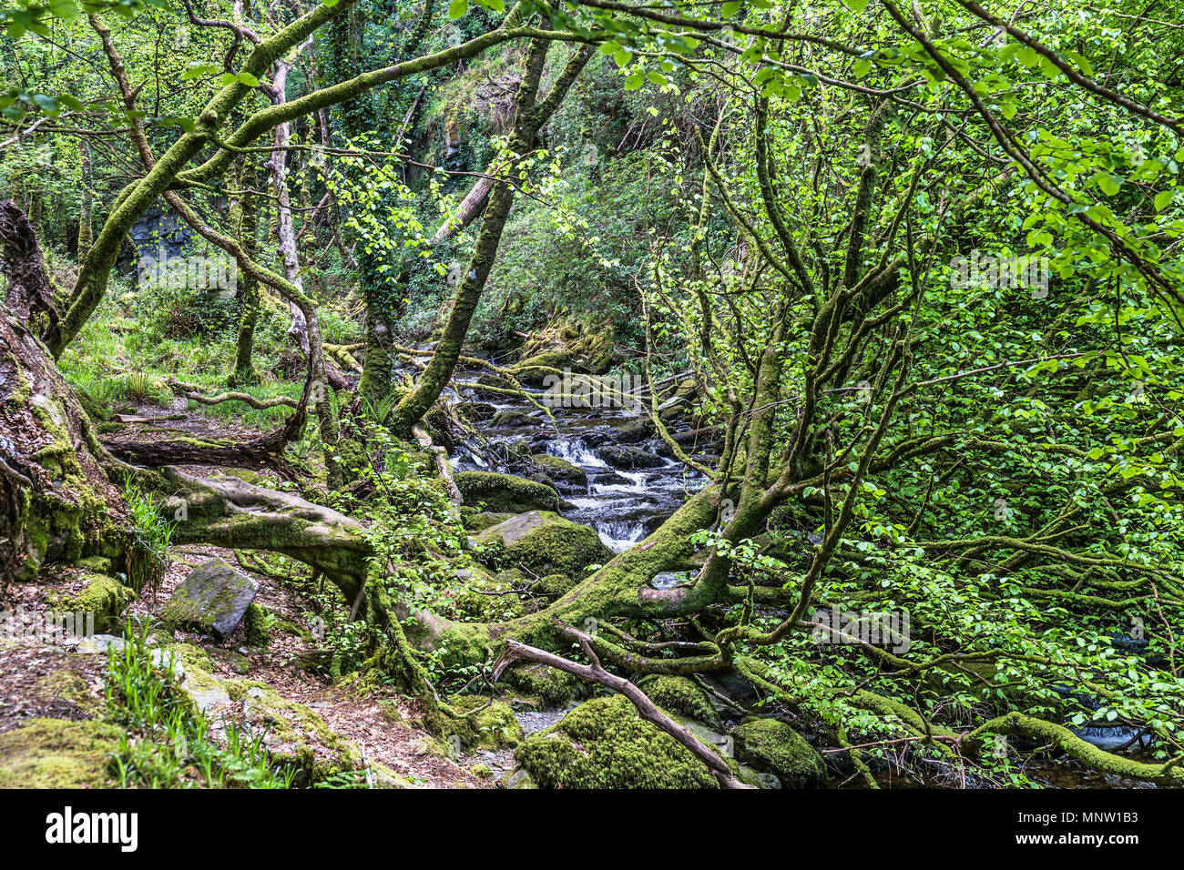 Ireland Killarny National Park Torc Waterfall Stock Photo - Alamy