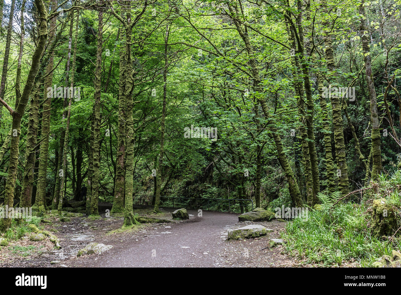 Ireland Killarny National Park Torc Waterfall Stock Photo - Alamy