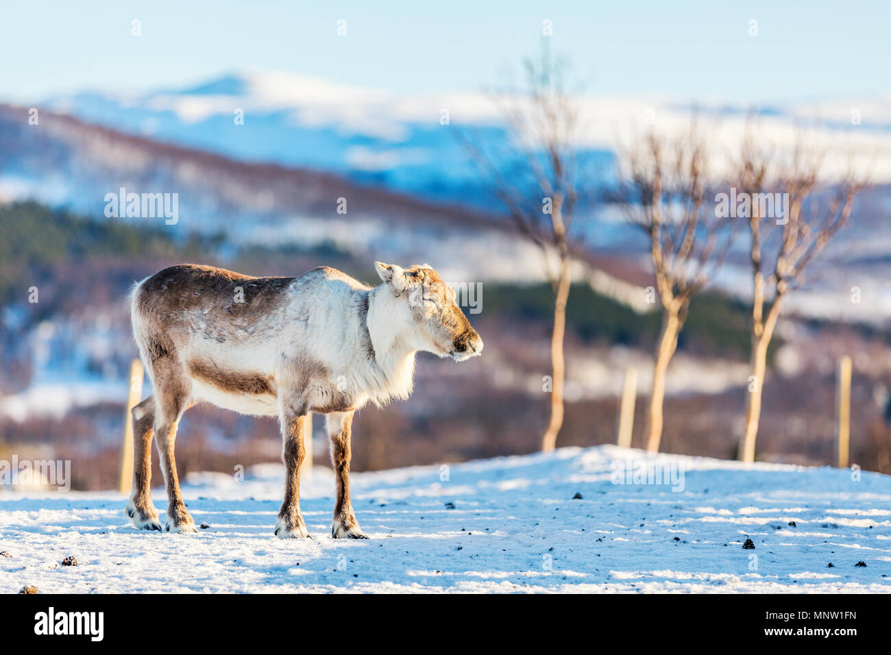 Wild male reindeer in Northern Norway with breathtaking fjords scenery ...