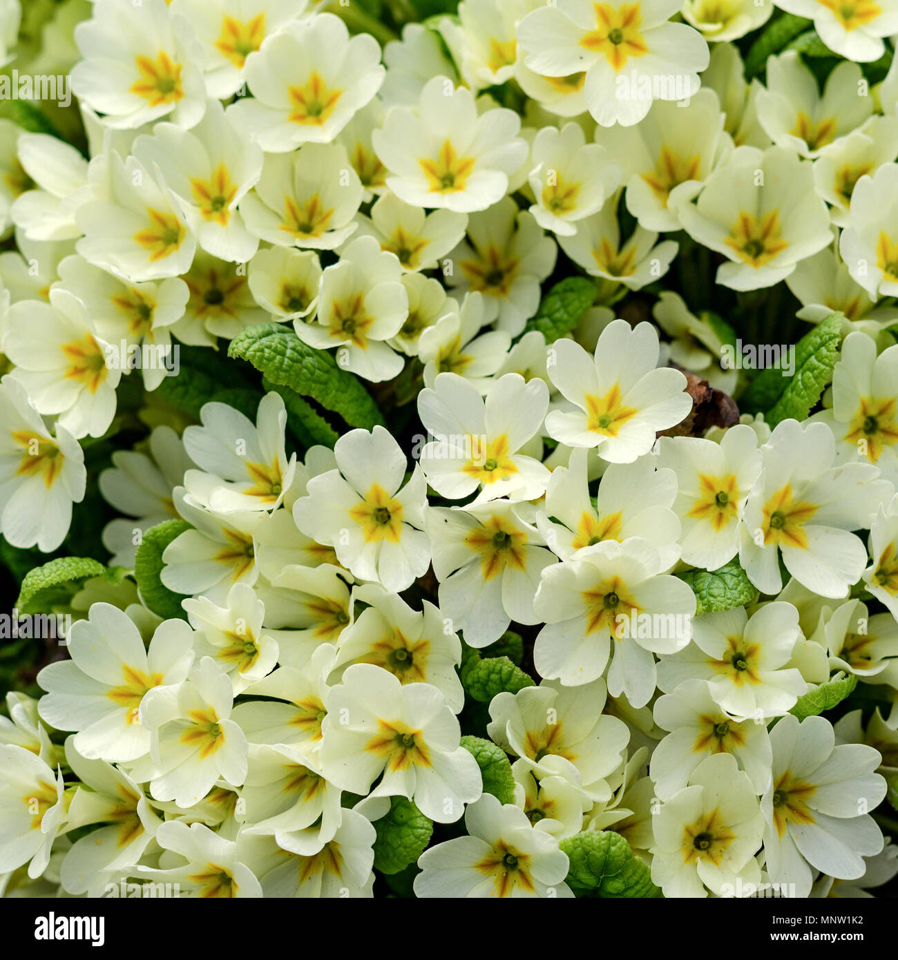 Square nature hi-res stock photography and images - Alamy