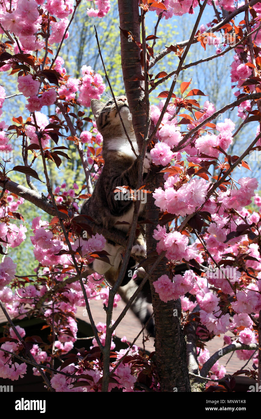 Domestic cat cherry tree hi-res stock photography and images - Alamy