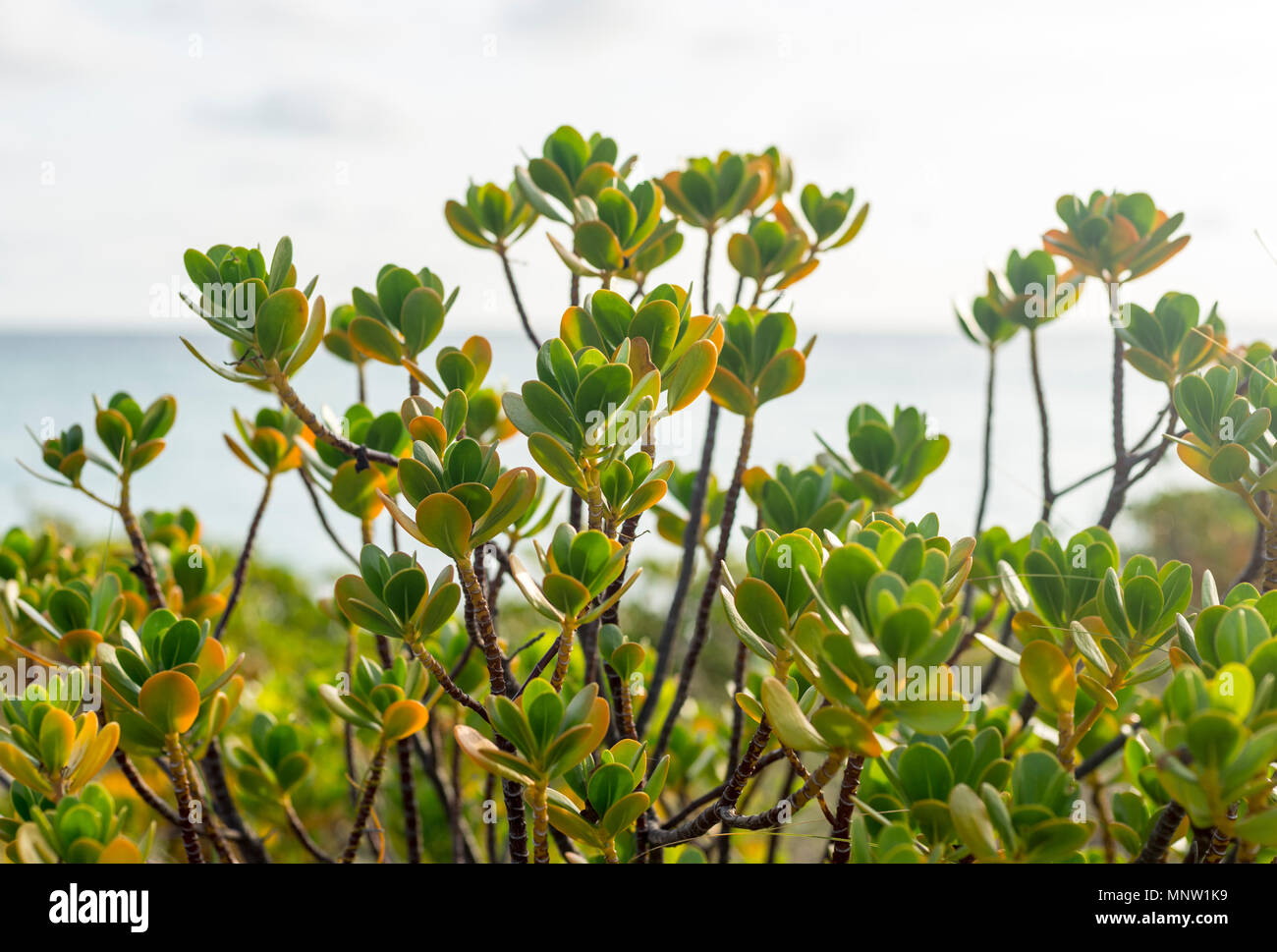 Mangroves buffer the landform the sea Stock Photo - Alamy