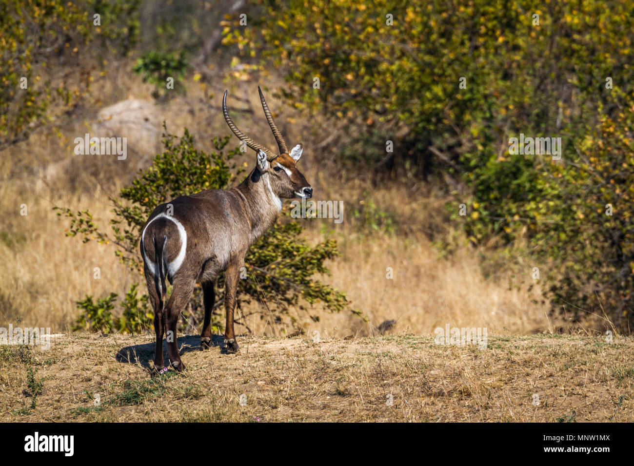 Common waterbuck in Kruger national park, South Africa ; Specie Kobus ...