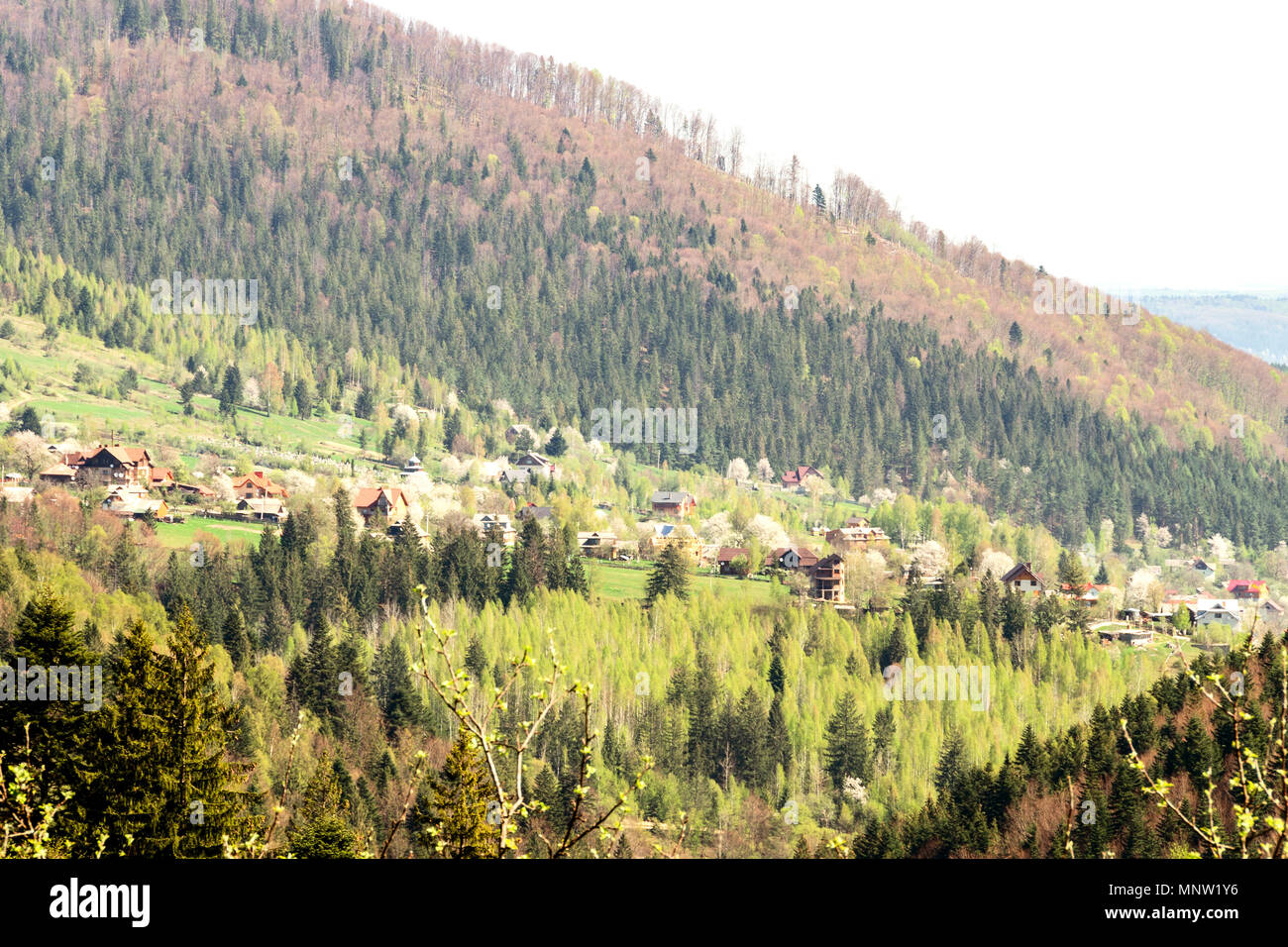 Urban forests hi-res stock photography and images - Alamy