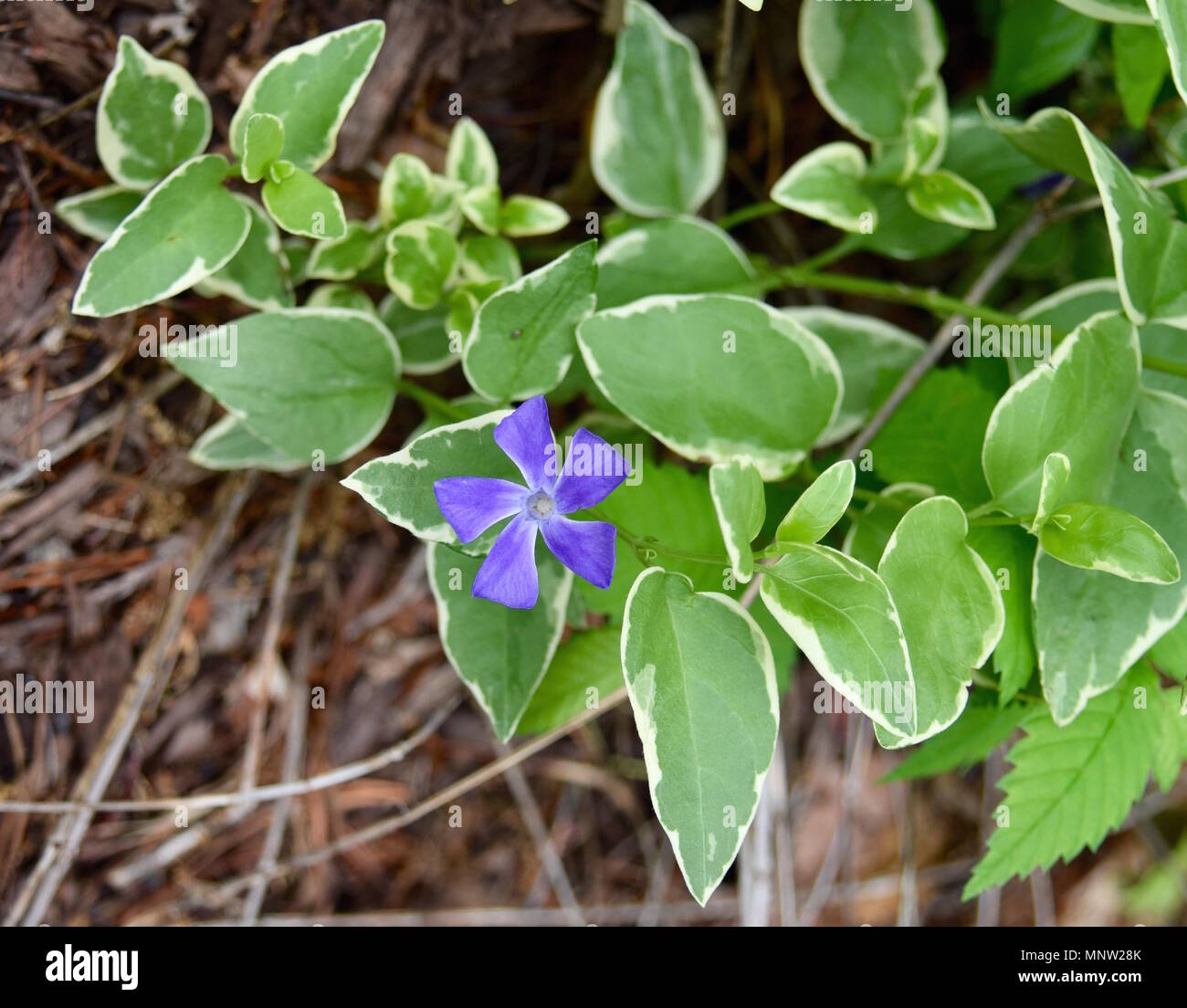 Blue flower and variegated green leaves of a periwinkle plant in a ...