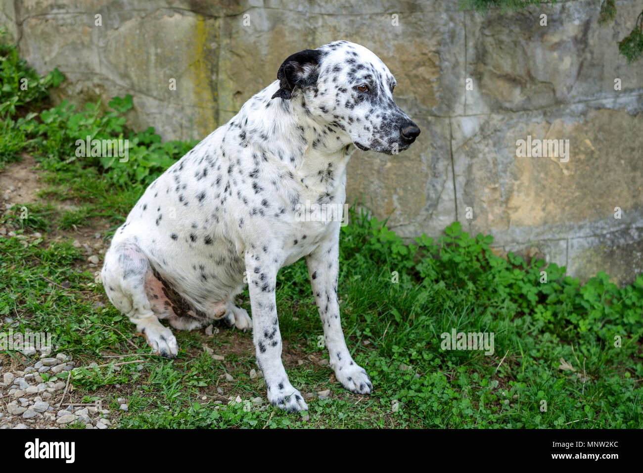 Dalmatian dog sitting looking up hi-res stock photography and images ...