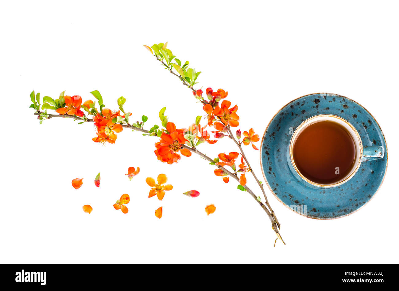 Fresh tea from dry Cut Out Stock Images & Pictures - Alamy