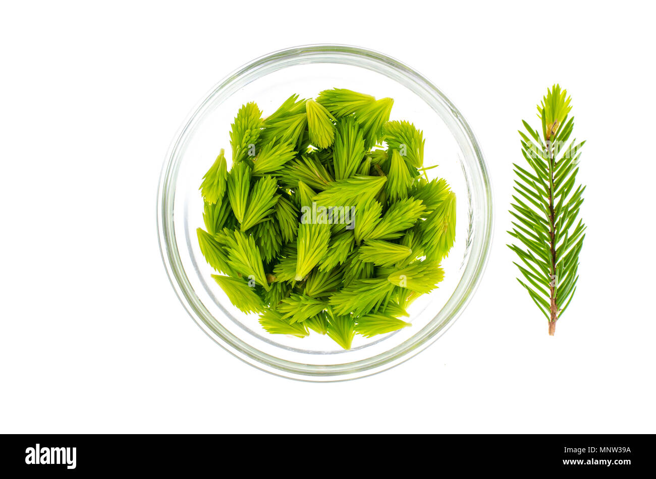 Young spring needles forest spruce Cut Out Stock Images & Pictures - Alamy