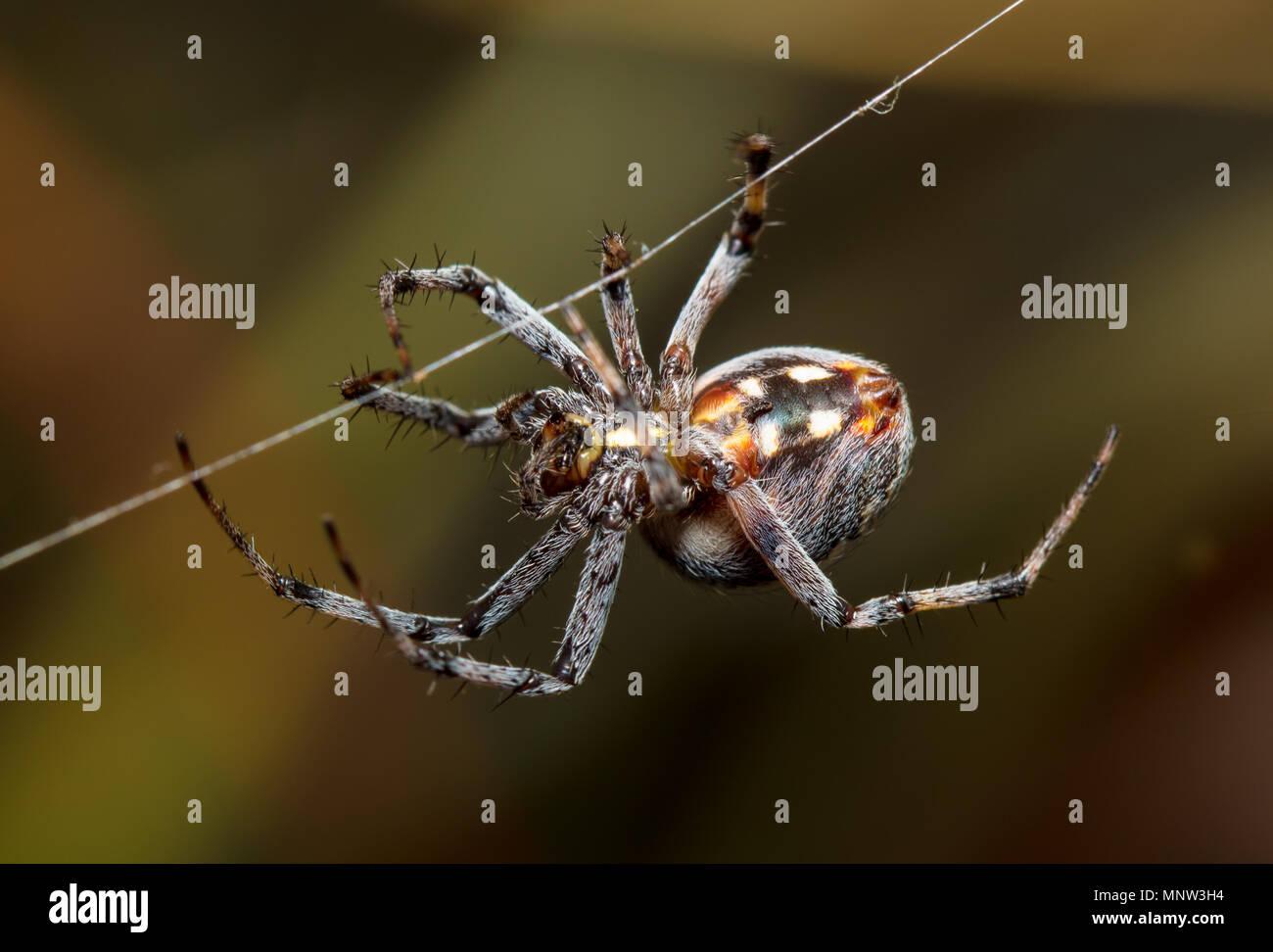 Recluse spider hi-res stock photography and images - Alamy
