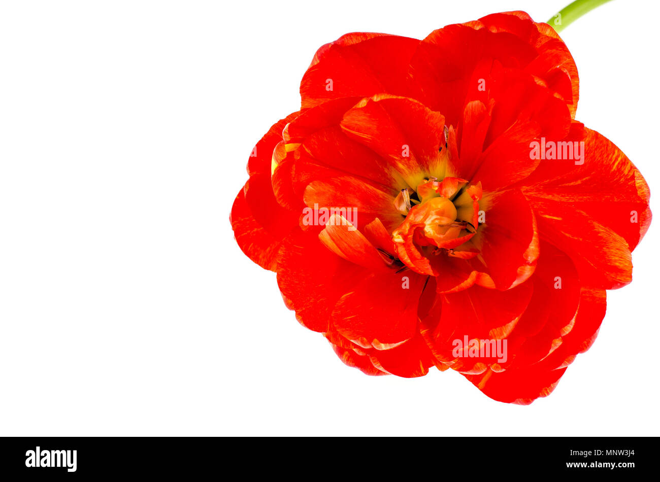 Red white tulips terry hi-res stock photography and images - Alamy