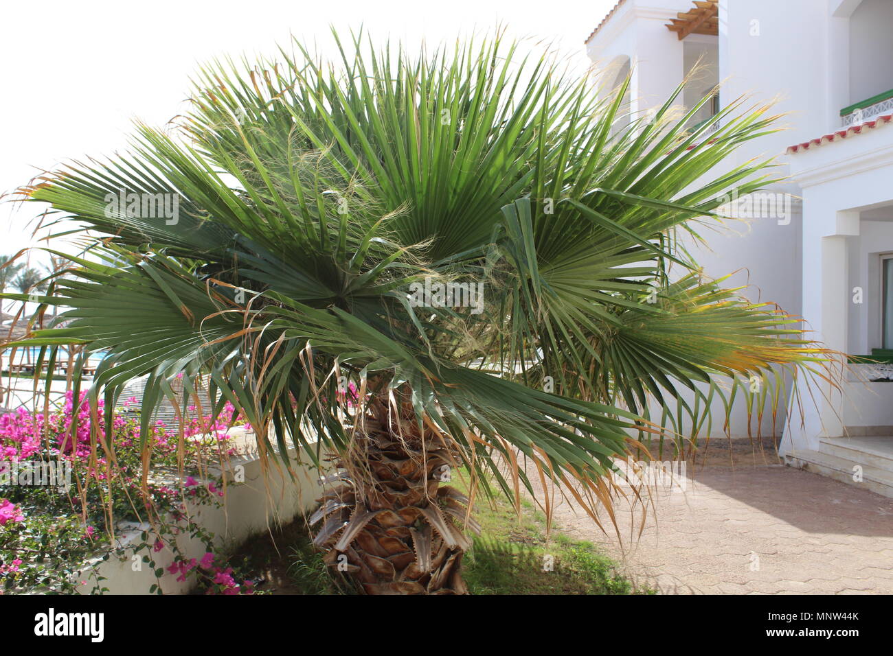 Egipt flower hi-res stock photography and images - Alamy