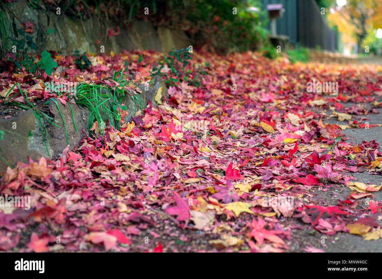 Maple leaves on the pavement hi-res stock photography and images - Alamy