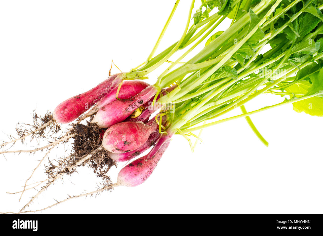 Organic fresh unwashed radish with roots and earth. Studio Photo Stock ...