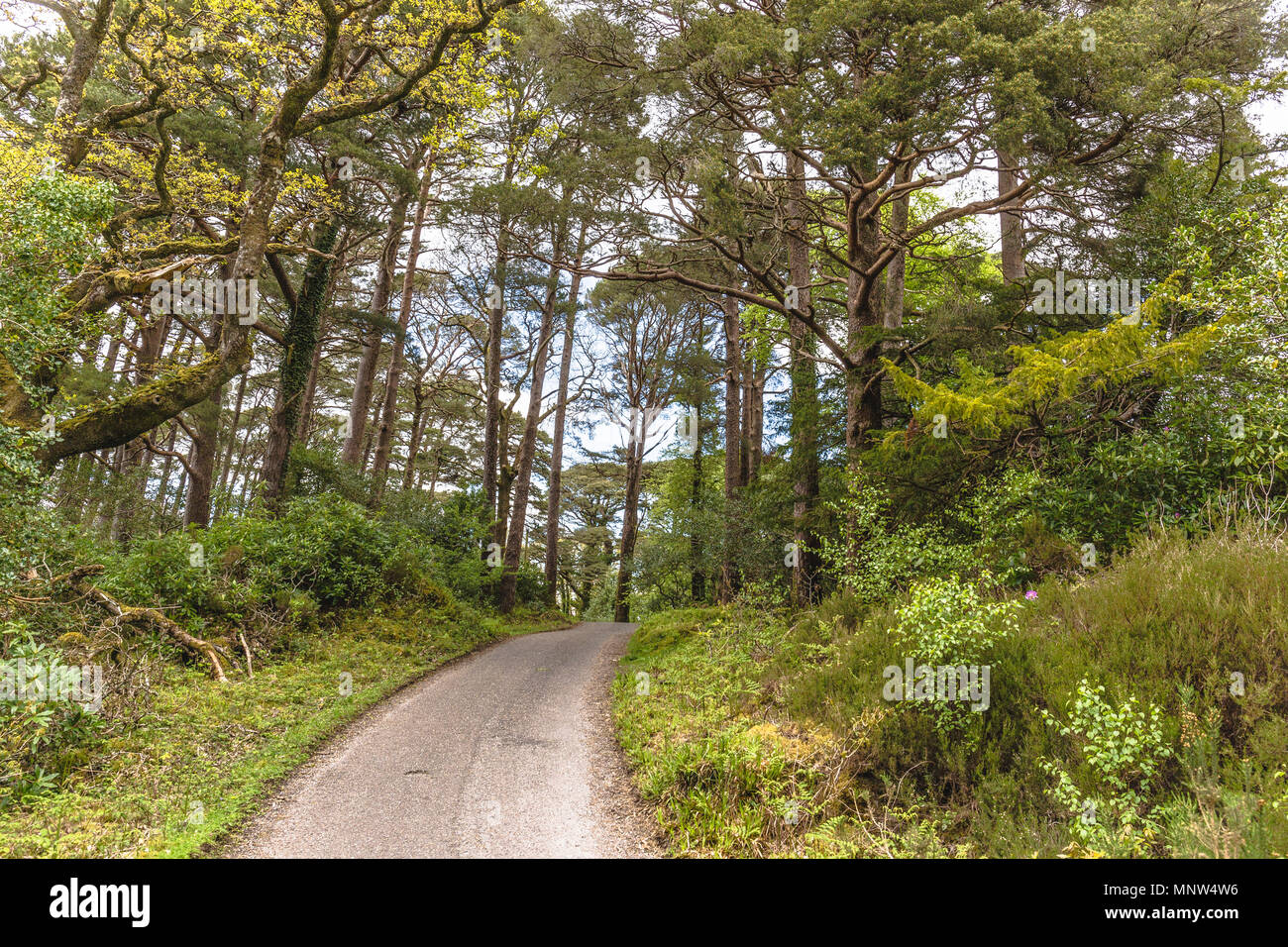 Ireland Killarney National Park Muckross Lake Stock Photo - Alamy