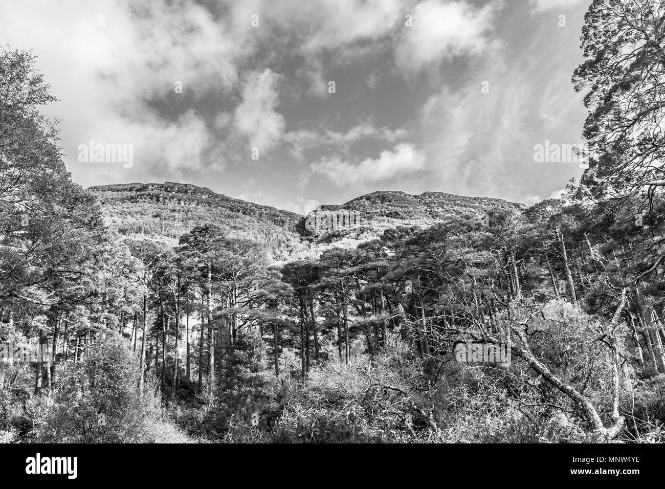 Ireland Killarney National Park Muckross Lake Stock Photo - Alamy
