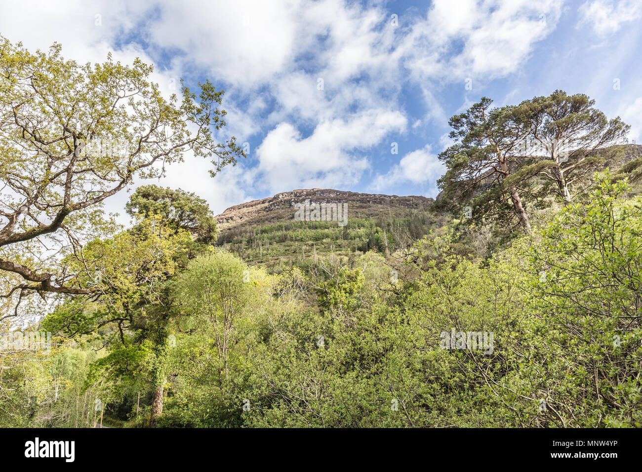 Ireland Killarney National Park Muckross Lake Stock Photo - Alamy