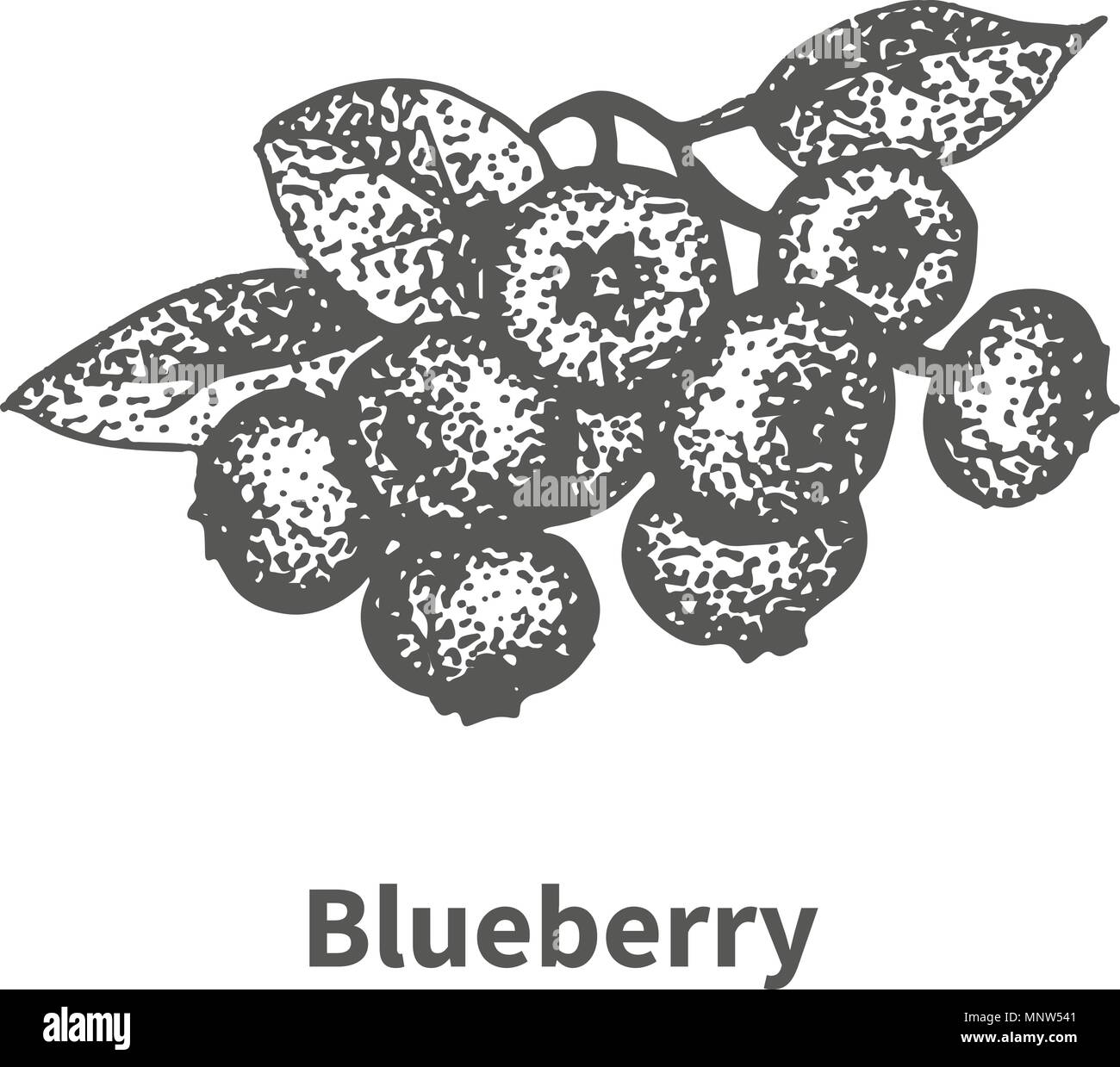 Blueberry berry closeup Stock Vector Images - Alamy