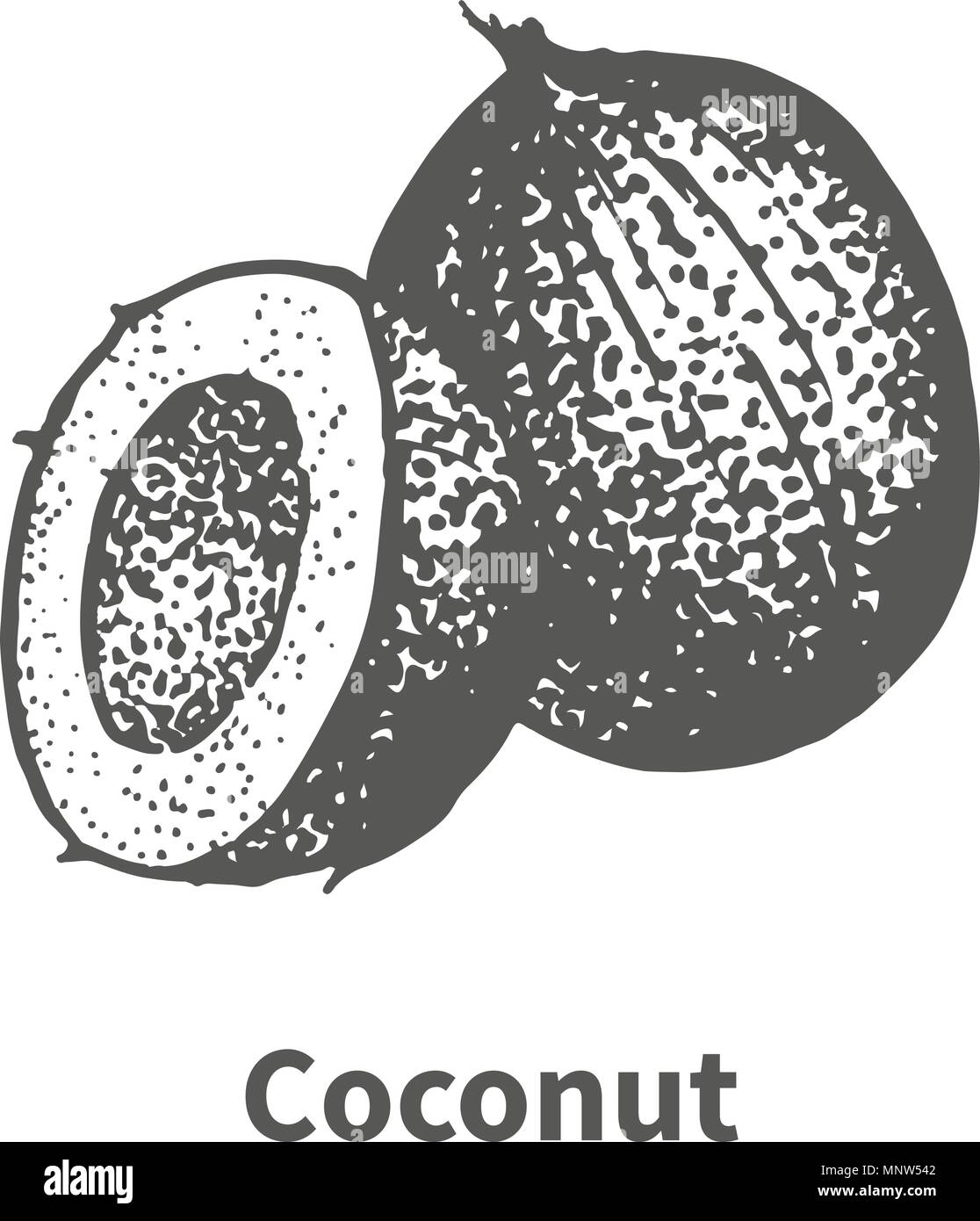 Doodle sketch hand-drawn coconut Stock Vector Image & Art - Alamy