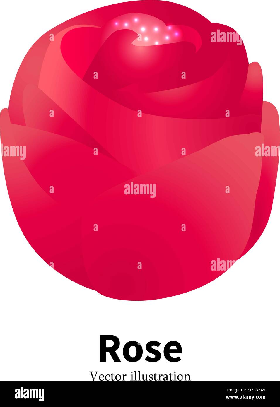 Isolated rose bud Stock Vector Images - Alamy