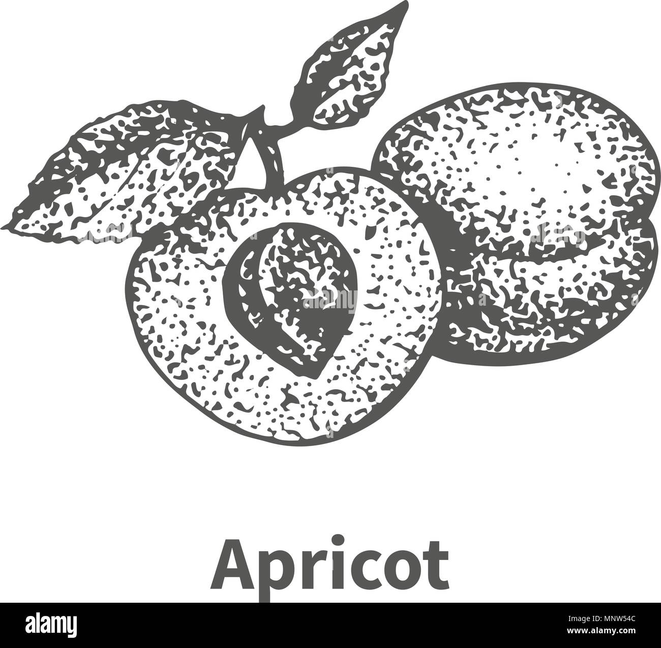 Apricot drawing hi-res stock photography and images - Alamy
