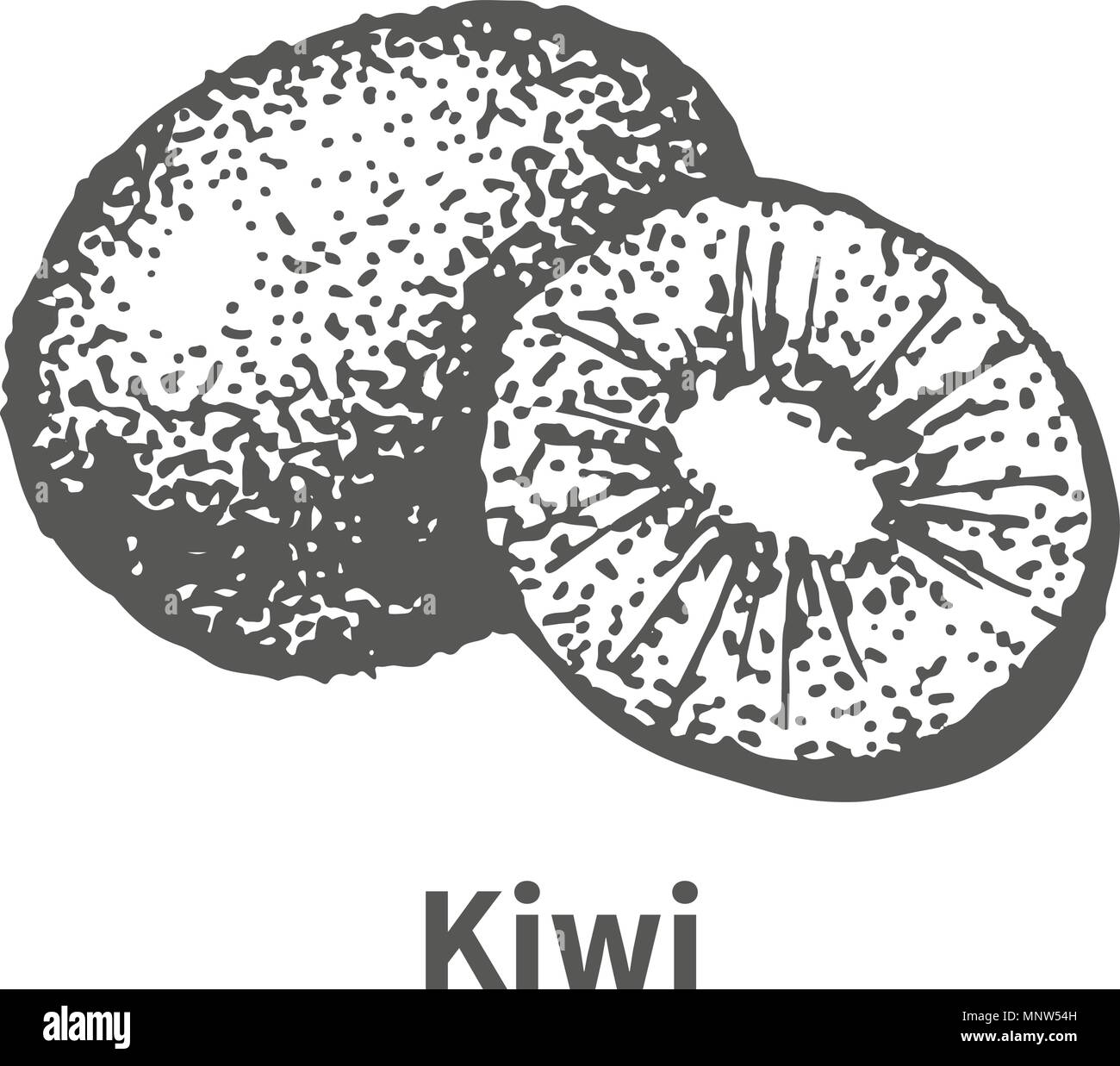 Vector illustration hand-drawn kiwi Stock Vector Image & Art - Alamy