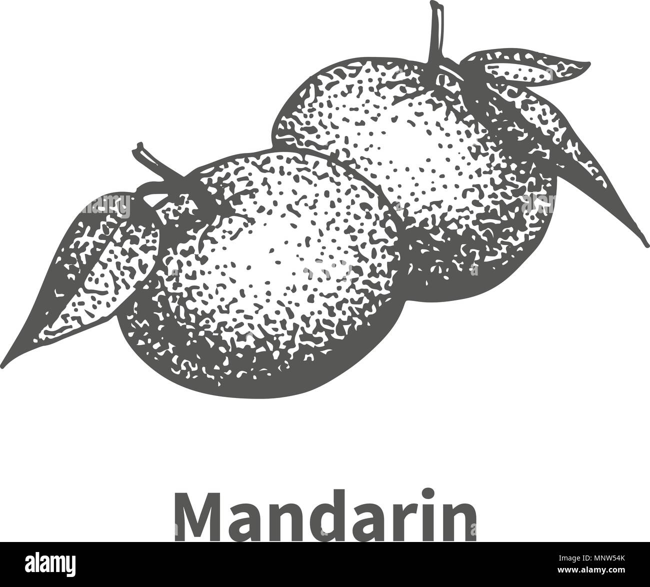 Vector illustration hand-drawn mandarin Stock Vector Image & Art - Alamy