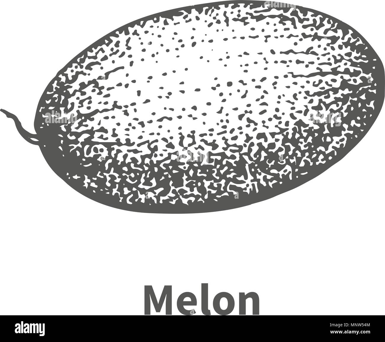 Vector illustration hand-drawn melon Stock Vector Image & Art - Alamy