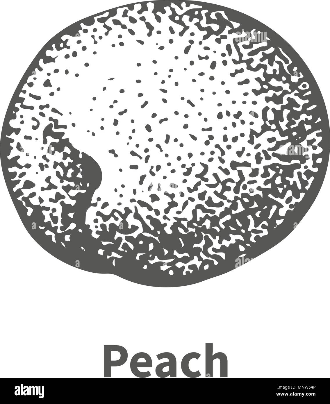Vector illustration hand-drawn peach Stock Vector Image & Art - Alamy