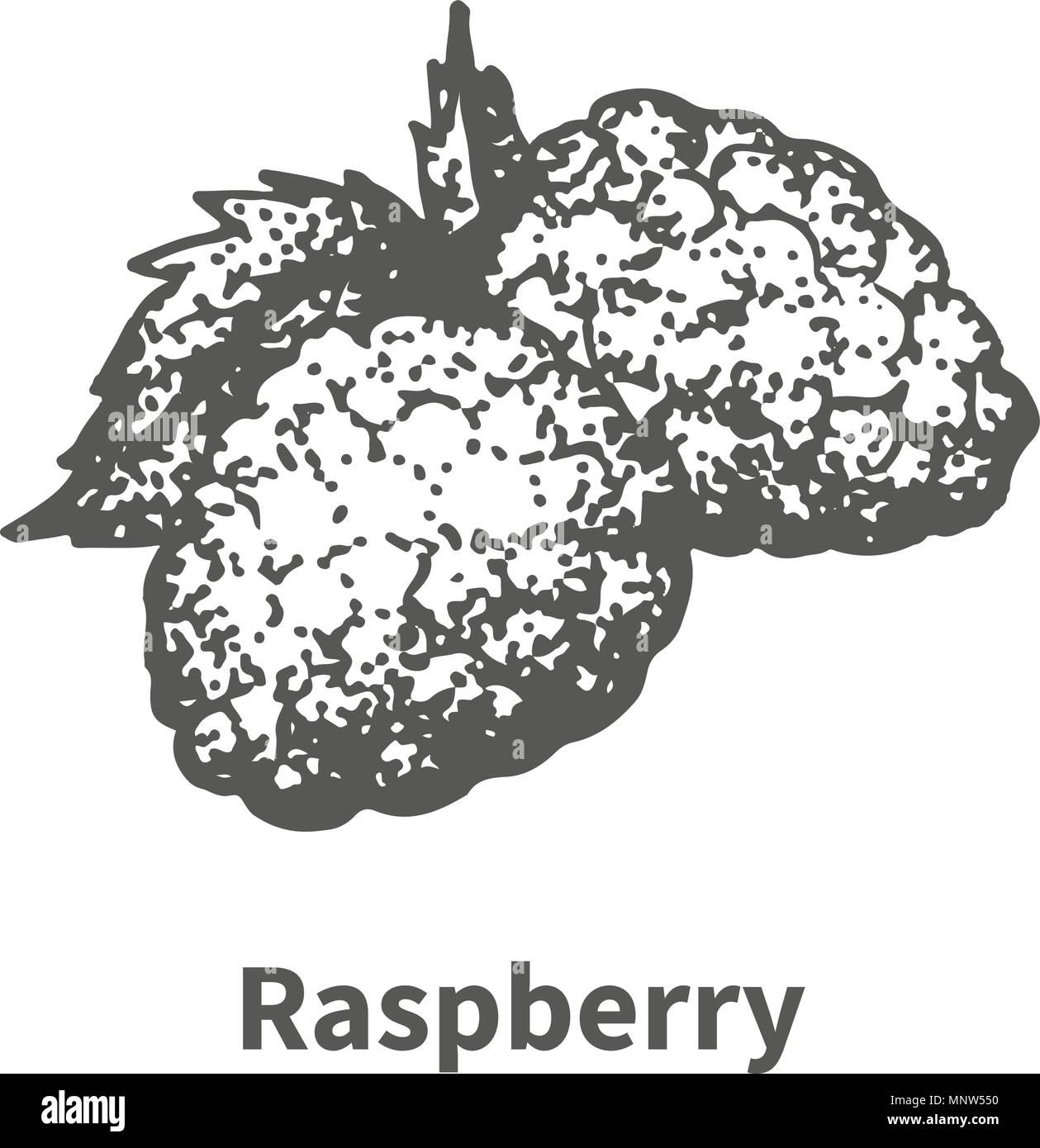 Hand drawn raspberry retro Stock Vector Images - Alamy