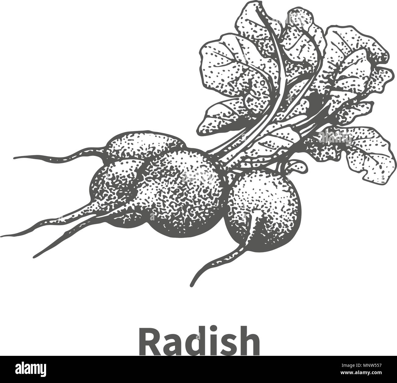 Vector illustration hand-drawn radish Stock Vector Image & Art - Alamy