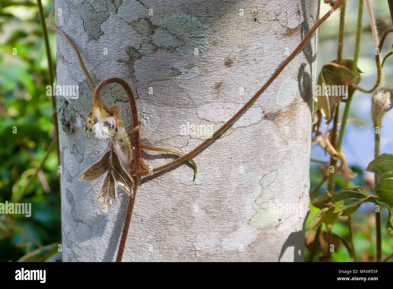 Creeper on an exotic tree trunk in a rain forest Stock Photo - Alamy