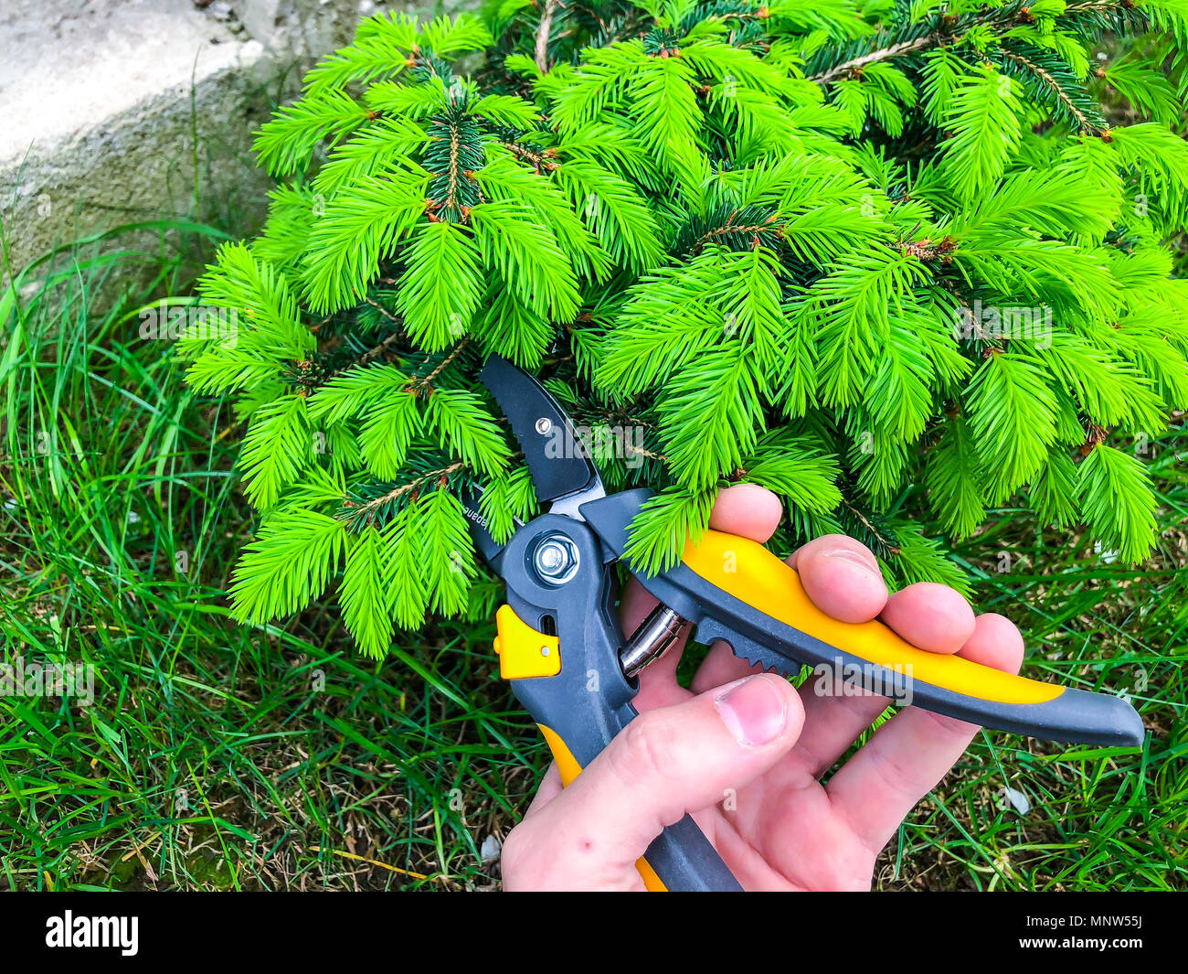 Care of garden, pruning of branches, hand with garden tool. Studio ...