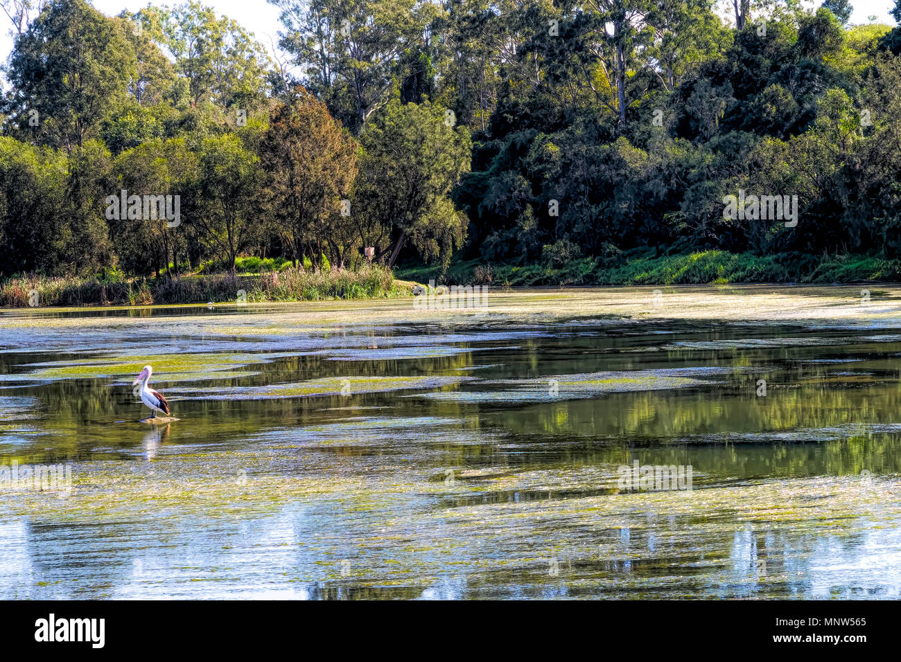 Brisbane river water hi-res stock photography and images - Alamy