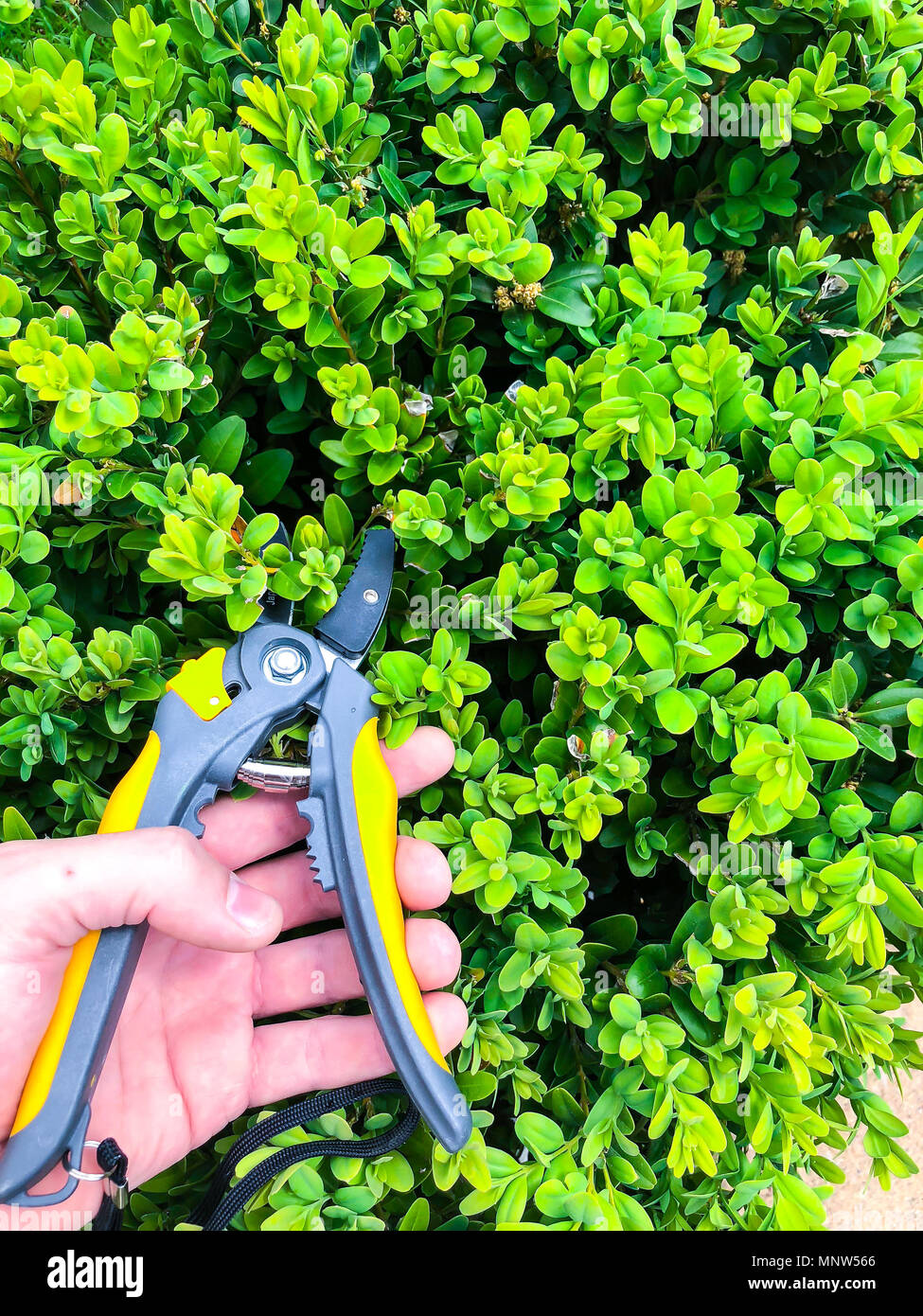Care of garden, pruning of branches, hand with garden tool. Studio ...