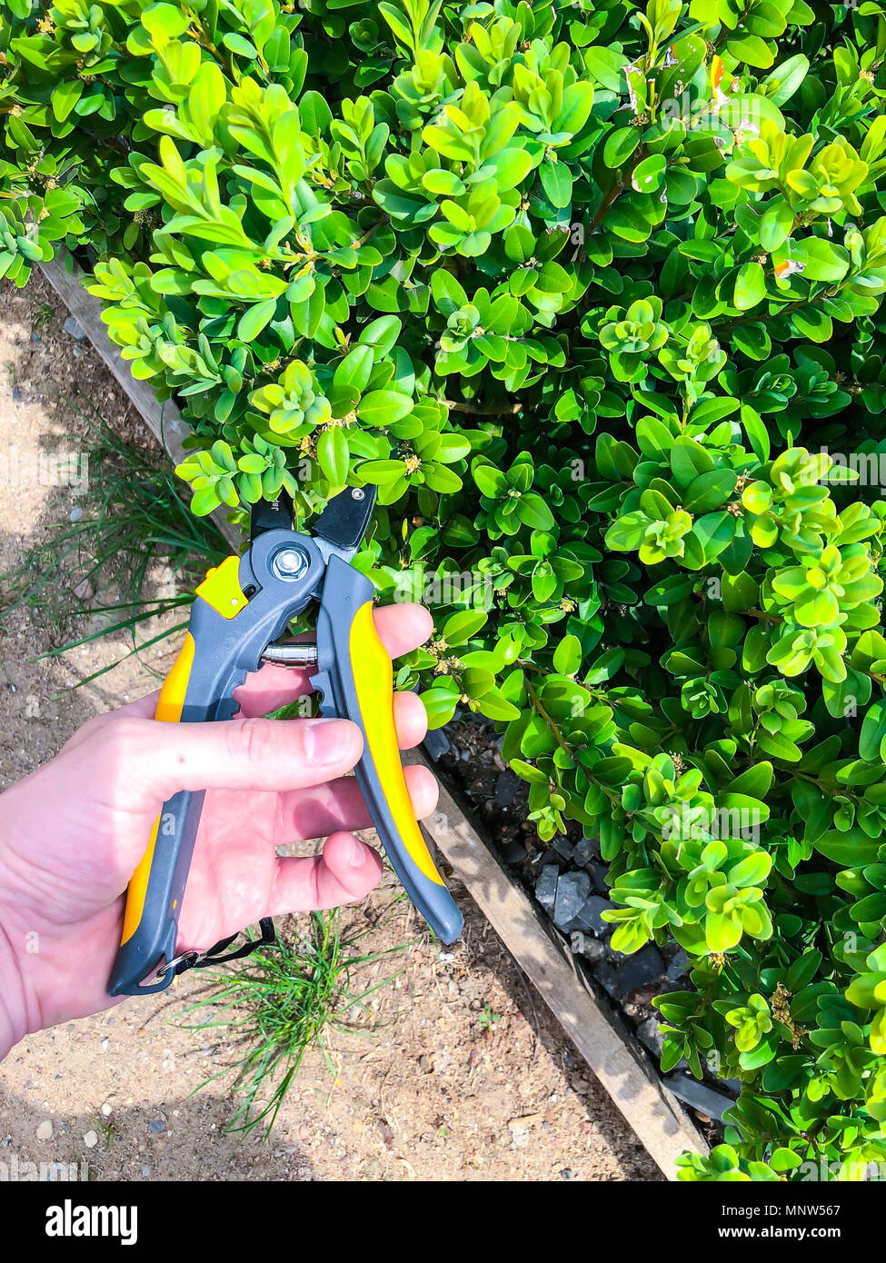 Care of garden, pruning of branches, hand with garden tool. Studio ...