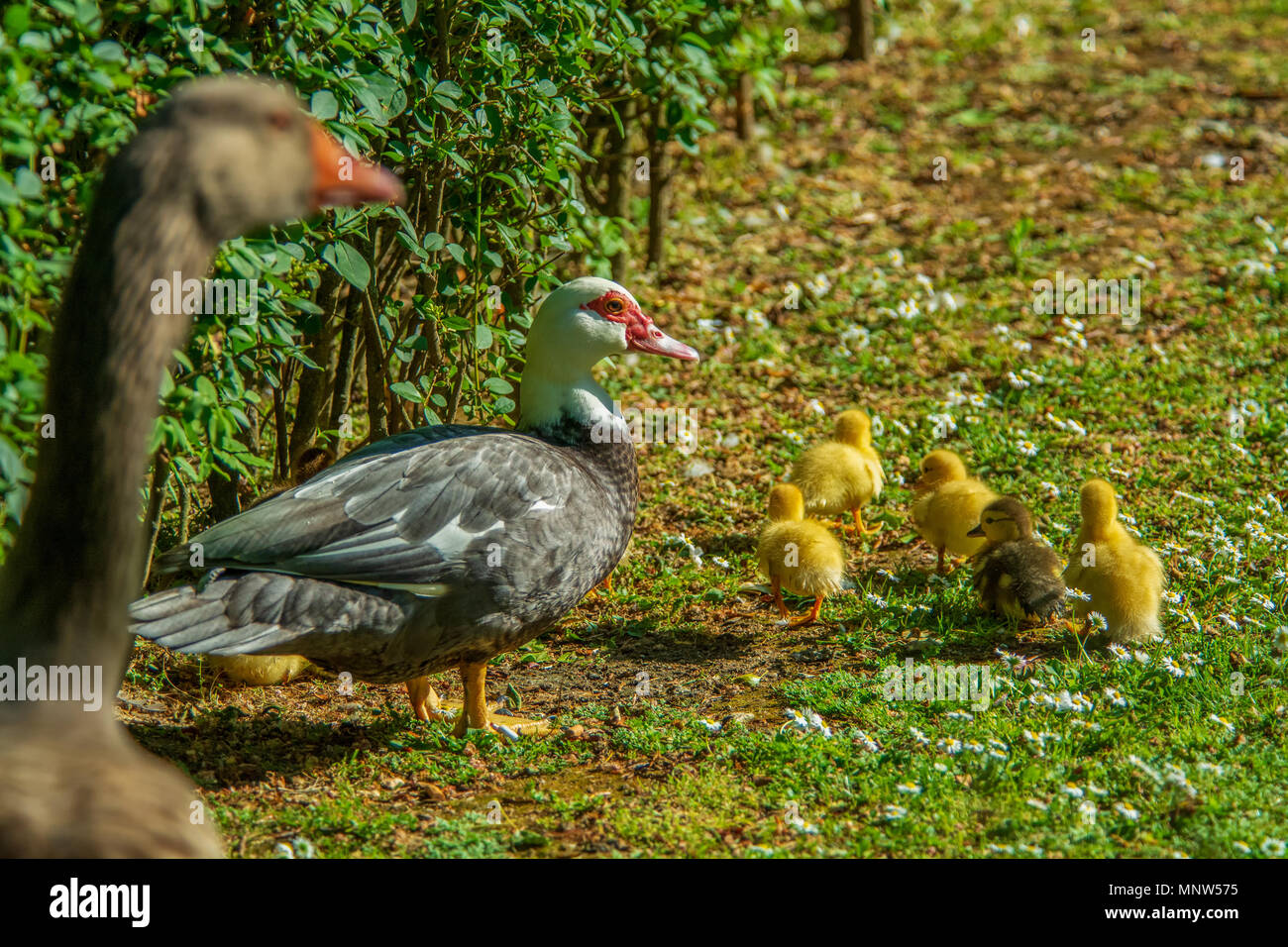 Baby duck standing in the grass hi-res stock photography and images - Alamy